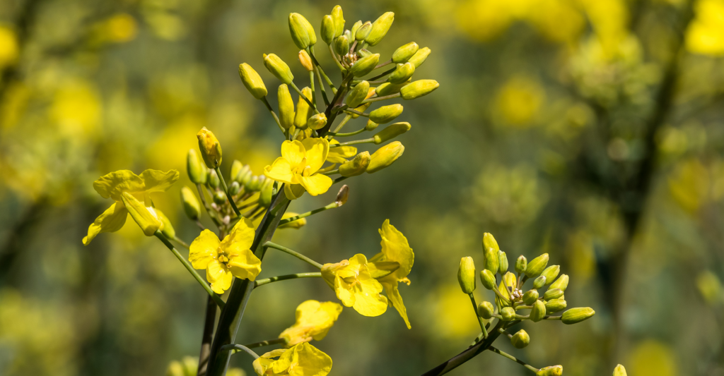 Peittaus turvaa kevätöljykasvien viljelyä - Rypsin ja rapsin ...